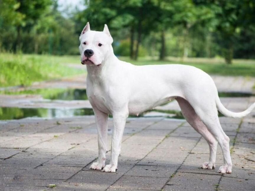 Щенки аргентинского дога