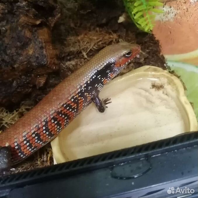 Огненный сцинк