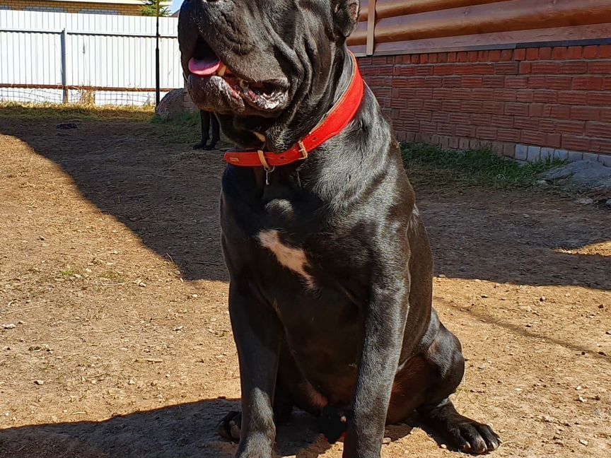 Кобель вязка кане Корсо