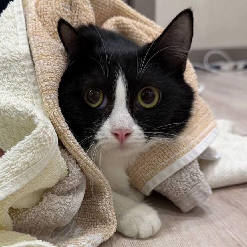 Взрослая, кошка в добрые руки