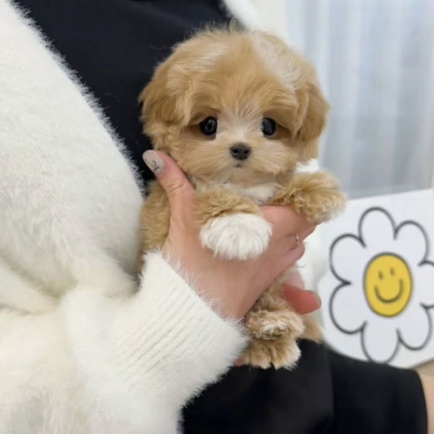 Мальтипу мини