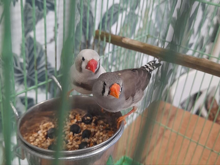 Попугай амадины