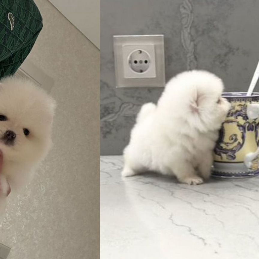 Померанский шпиц, щенок