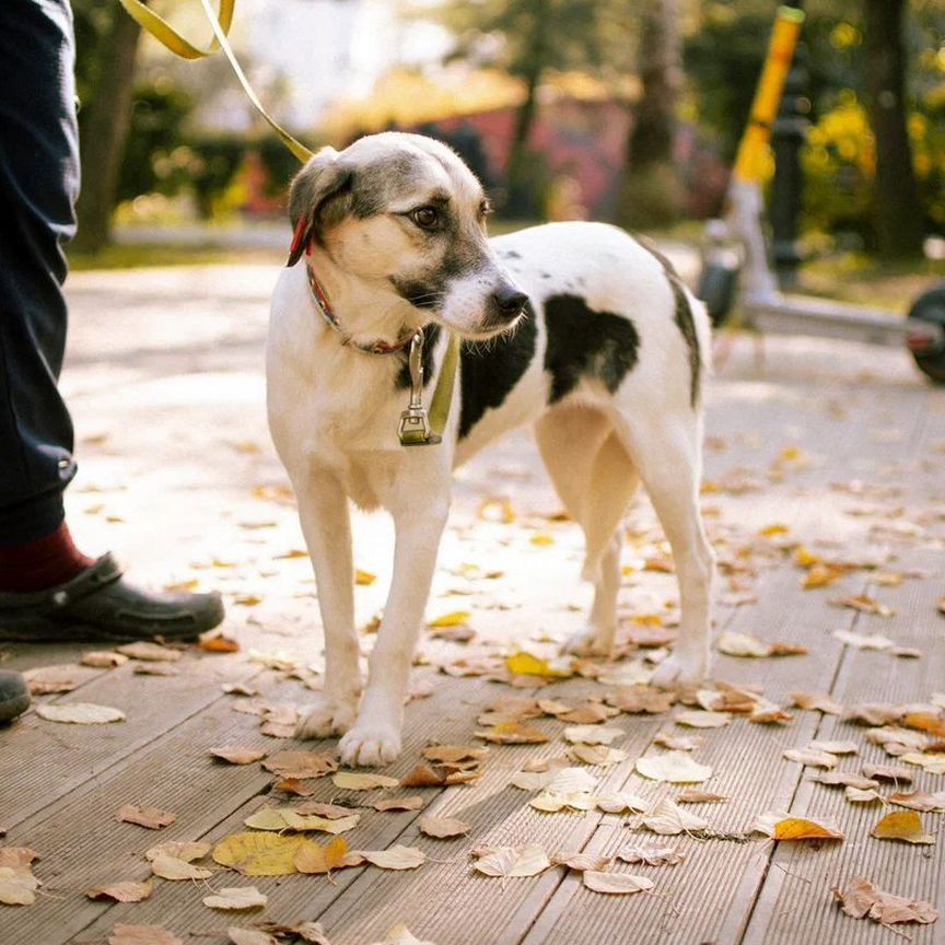 Молодая собака Яра в добрые руки