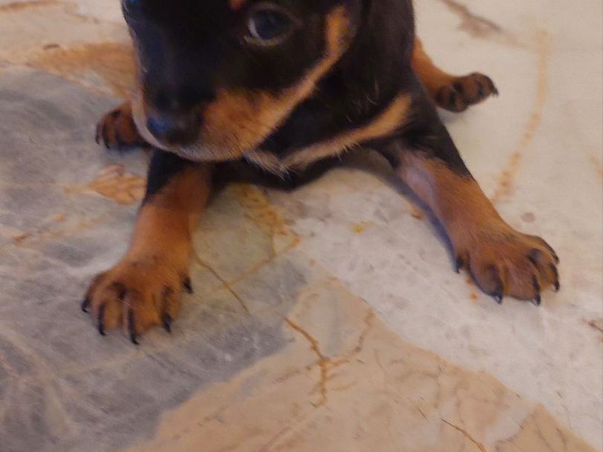 Щенки русский той-терьер