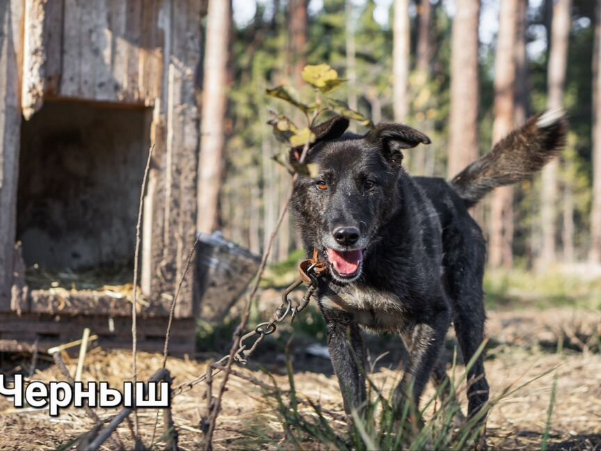 Собаки бесплатно в добрые руки