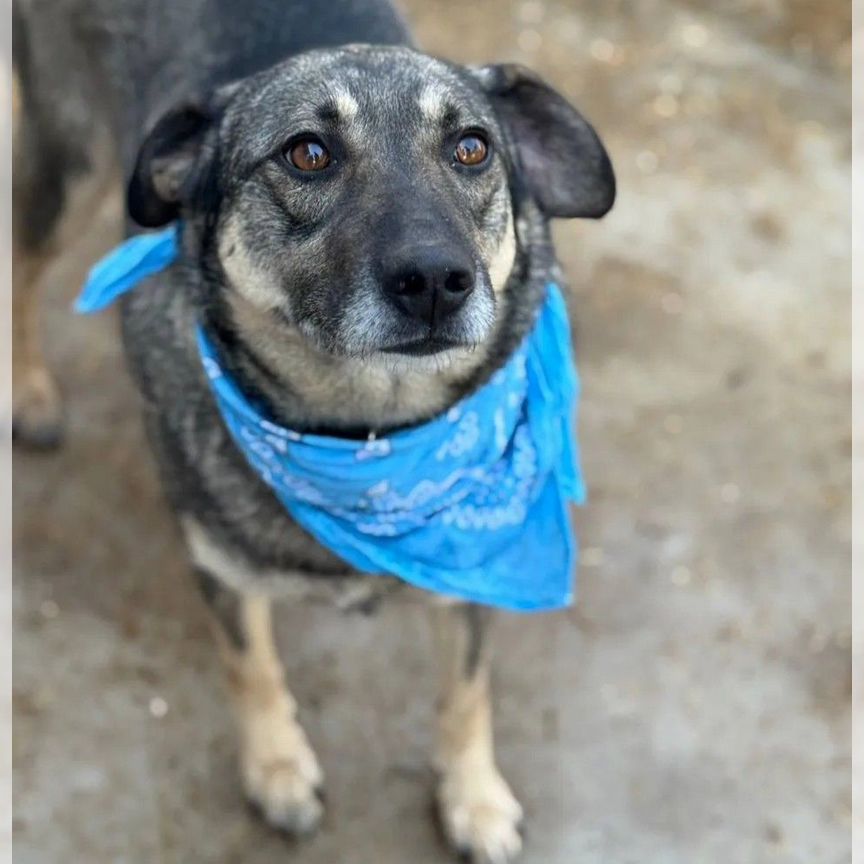 Взрослый пёс в добрые руки