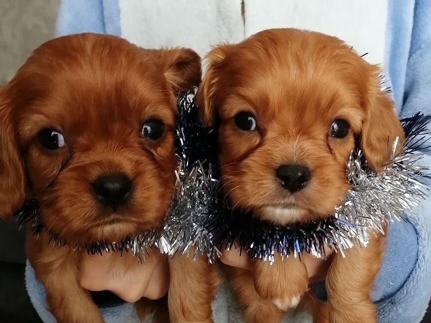 Кавалер Кинг Чарльз спаниель