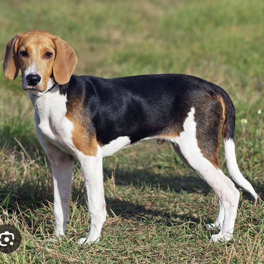 Эстонская гончая