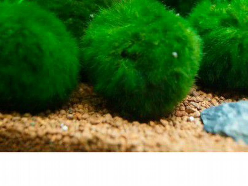 Мох для аквариума Кладофора