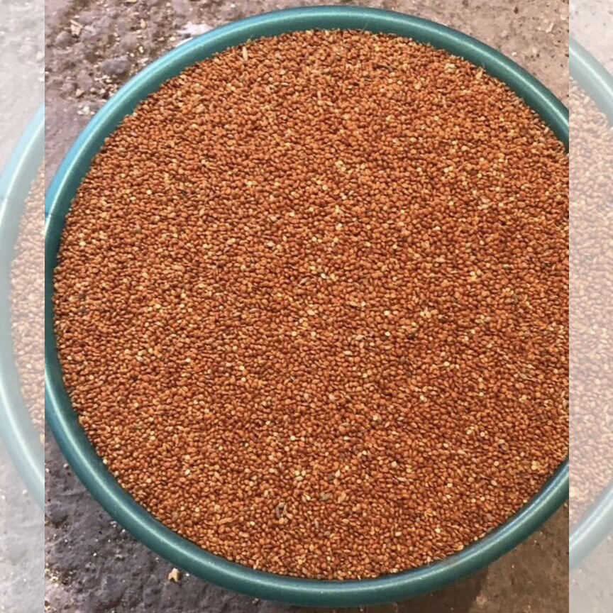 Красная просо