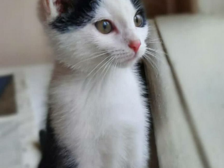 Котенок бесплатно