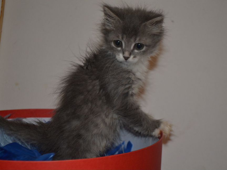 Маленький пушистик