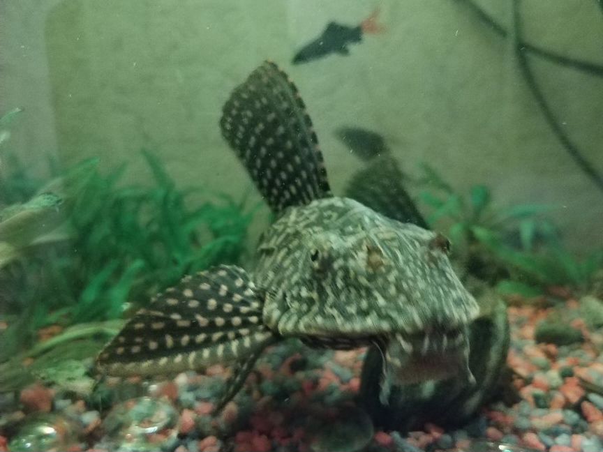 Парчевый сом