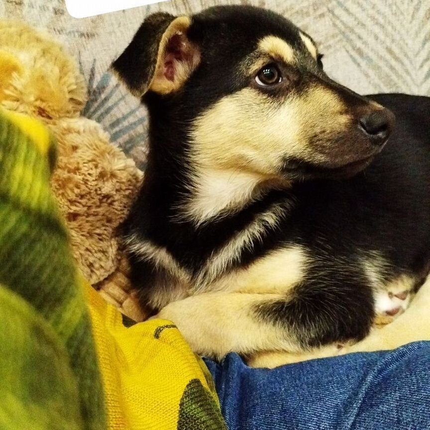 Щенок дворянин