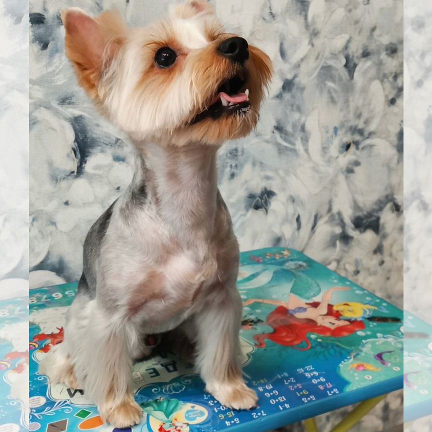 Йоркширский терьер, взрослый пёс