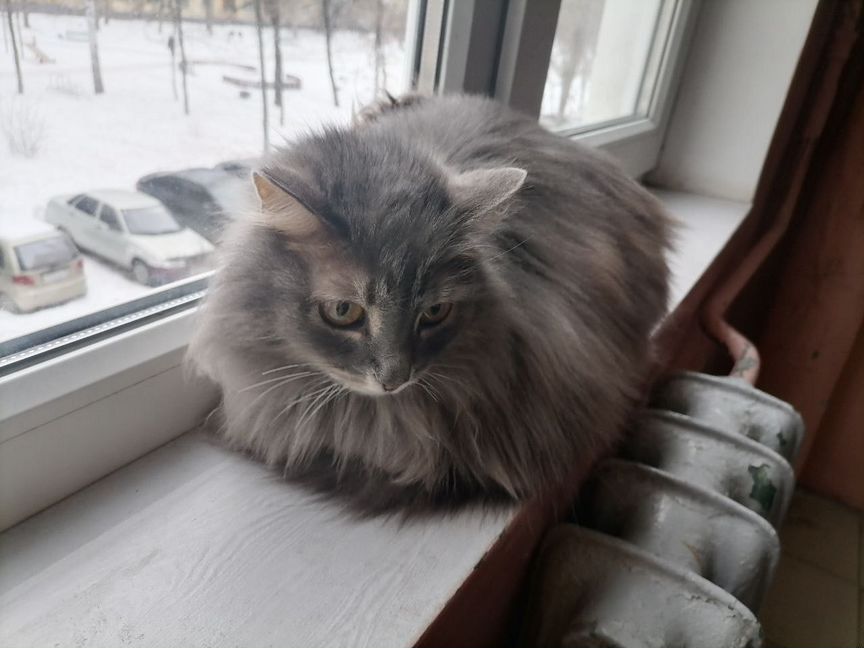 Кошка живет в подьезде нужен дом или передержка