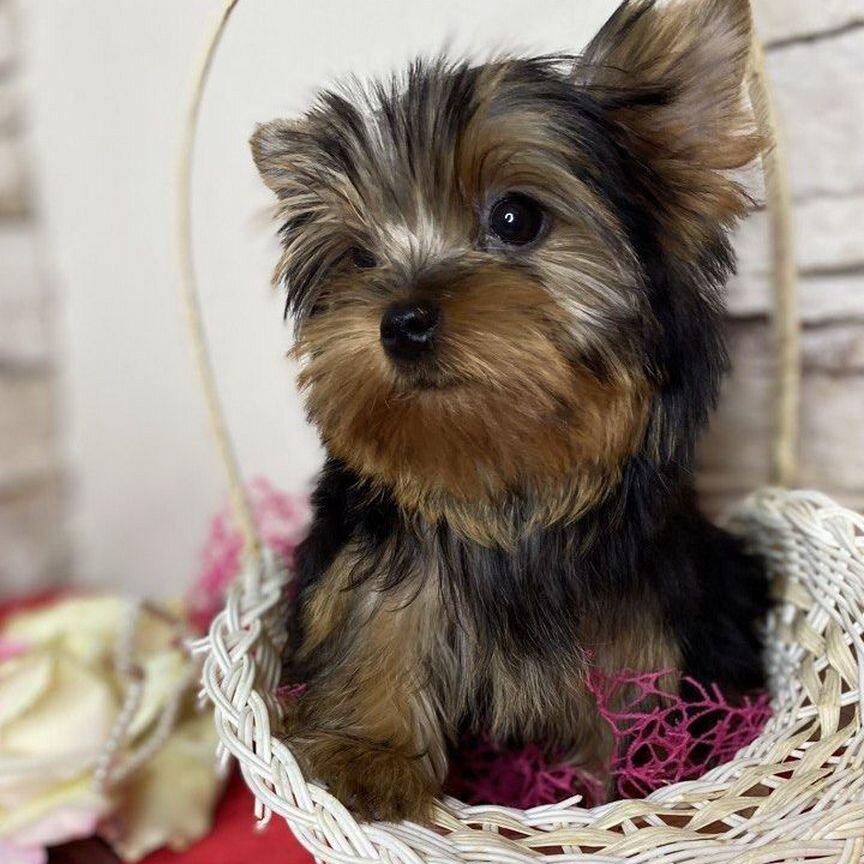 Девочка-куколка