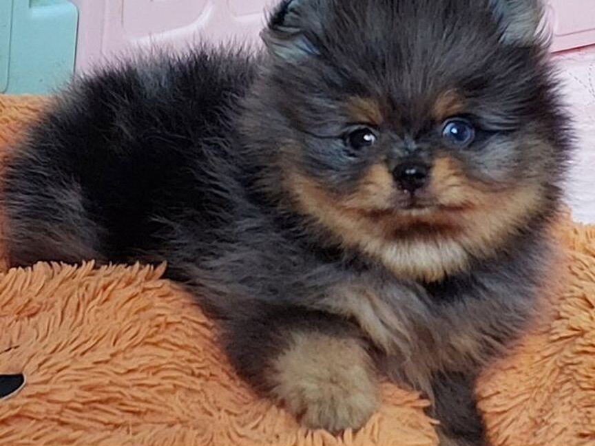 Померанский шпиц чп мрамор