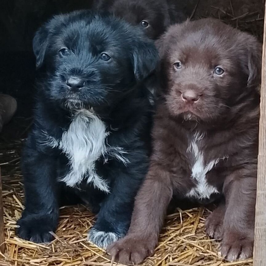 Дратхаар, щенок