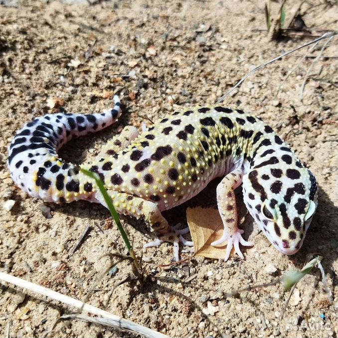 Эублефар нормал