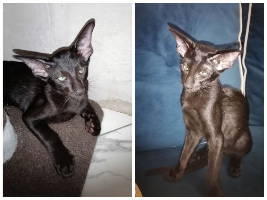 Ориентальные котята