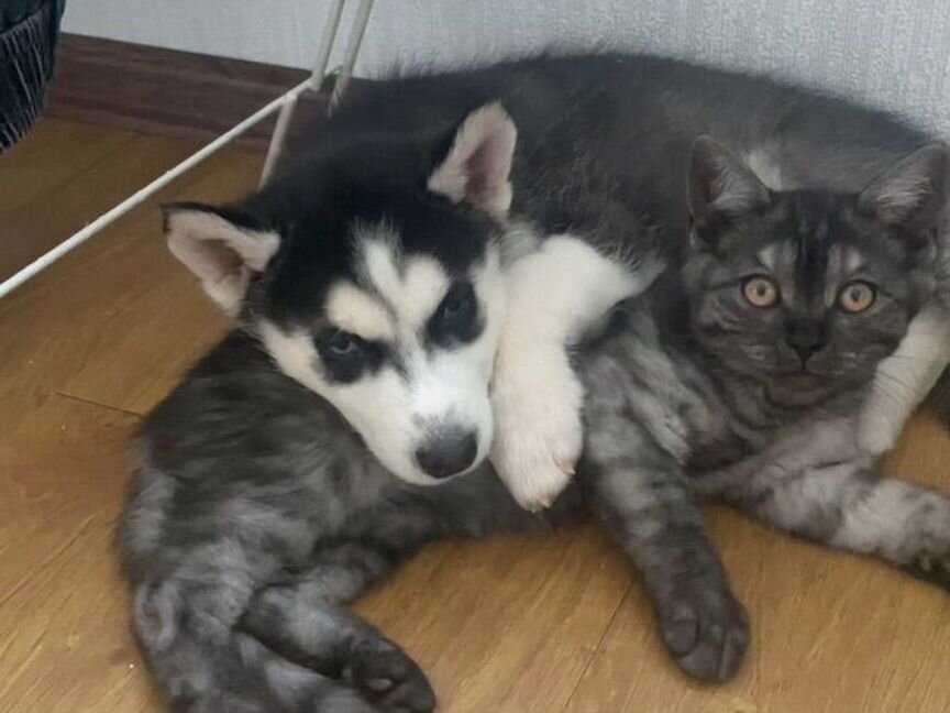 Хаски