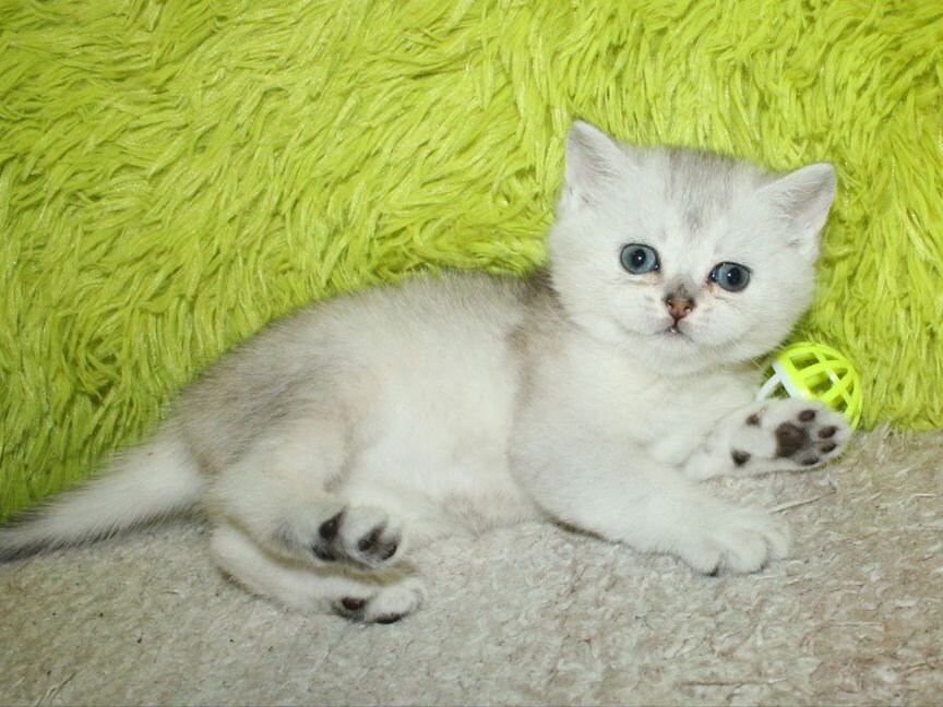 Британские котятки