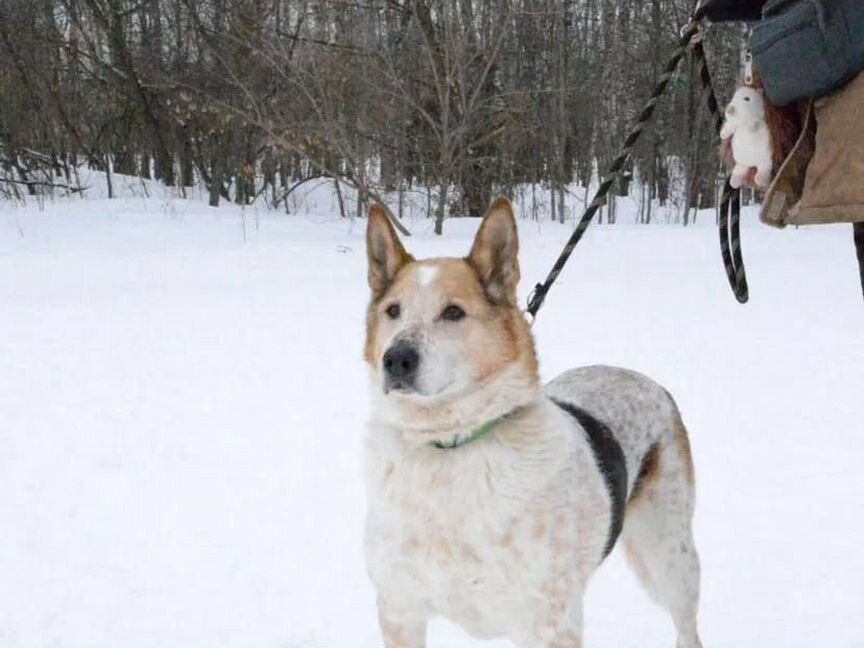 Дунаечке пора уже домой