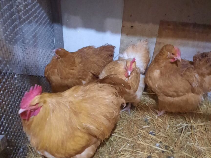 Куры Орпингтон