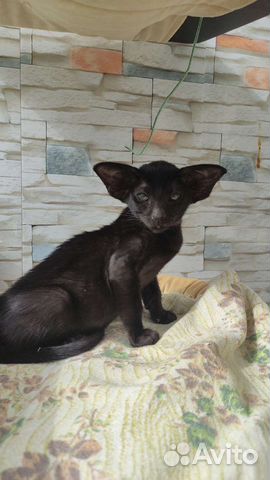 Девочка оричка