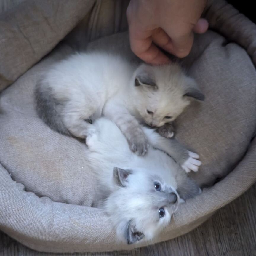 Продам двух котят Тайской породы