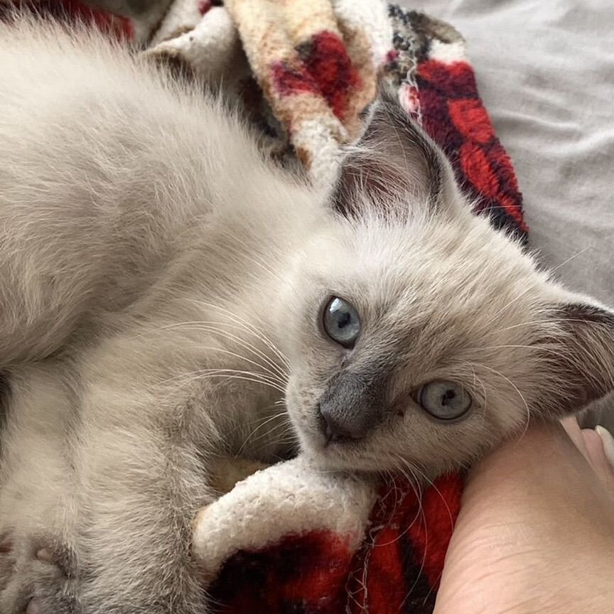 Котенок мальчик