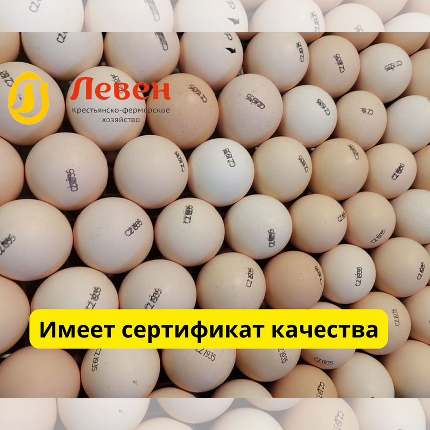 Инкубационное яйцо кобб-500