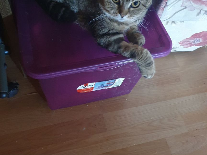 Кошка Мурка