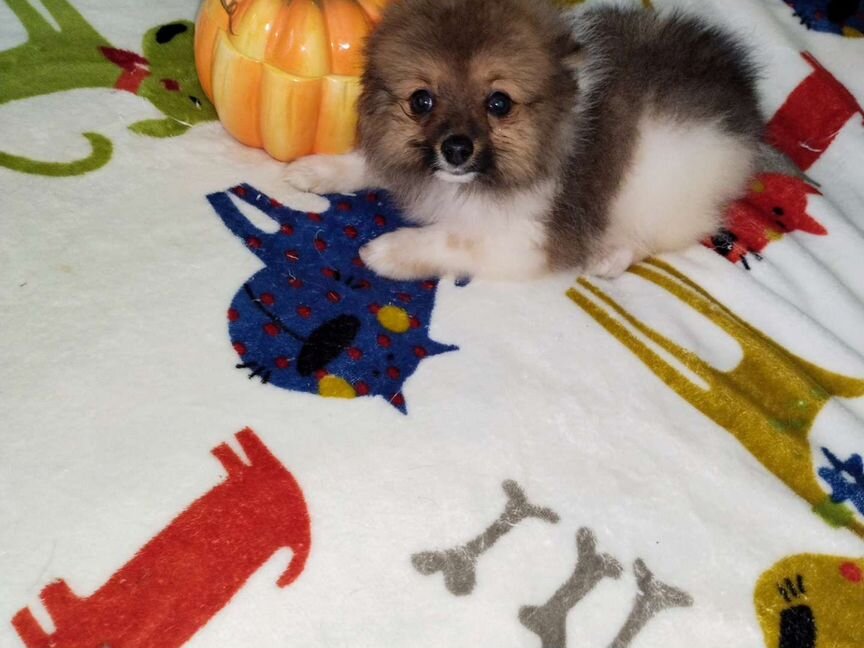 Немецкий шпиц