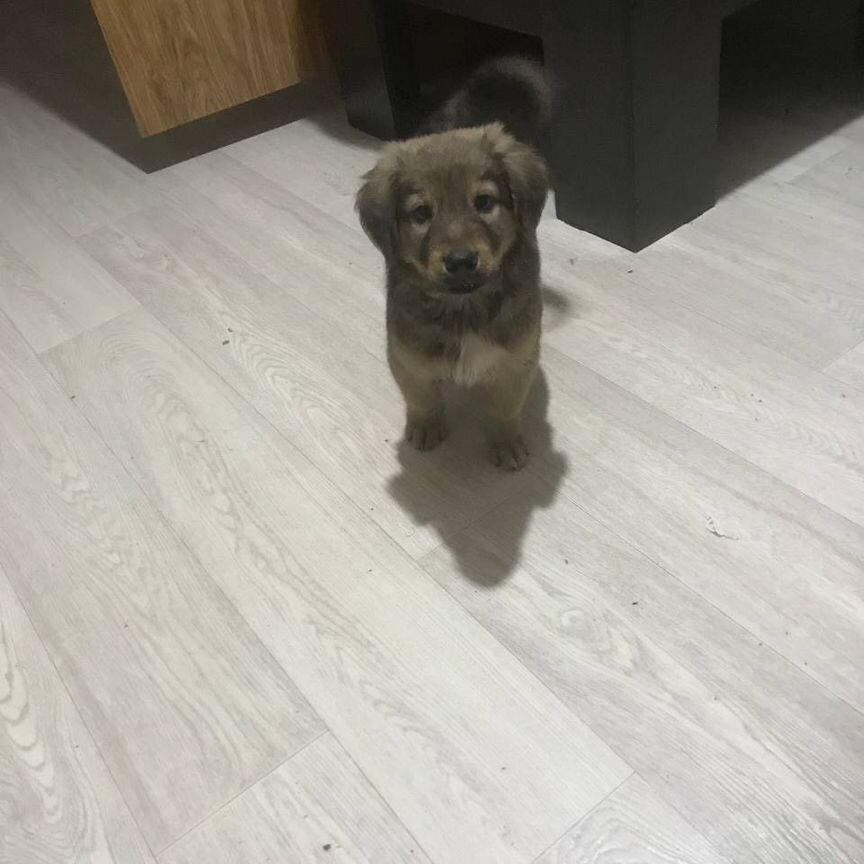 Щенок в добрые руки бесплатно