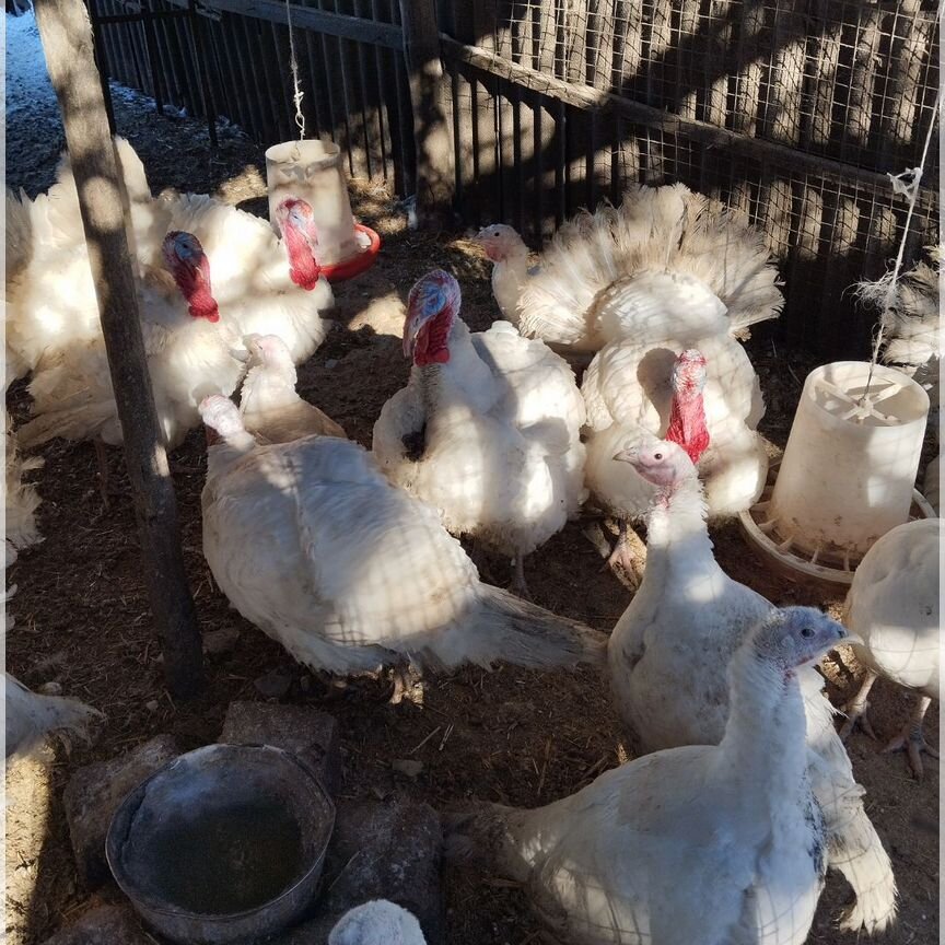 Продам индюков