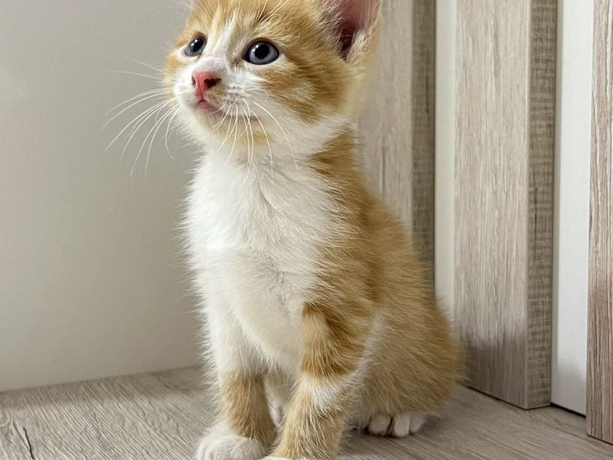 Котенок в добрые руки