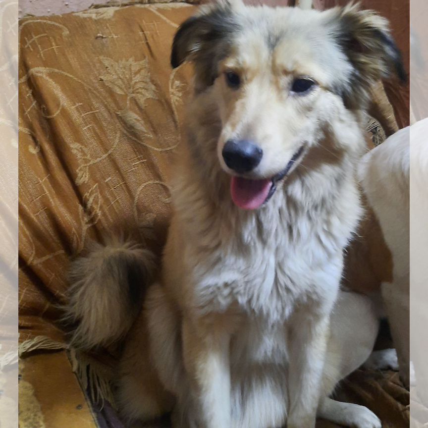 Собака Сима, 2 года