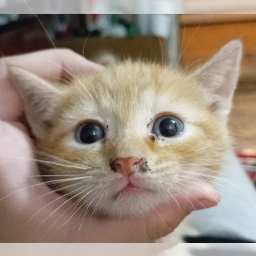 Котята мальчики в добрые руки