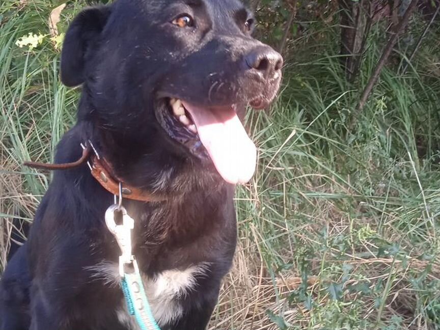 Потерялась собака Лабрадор