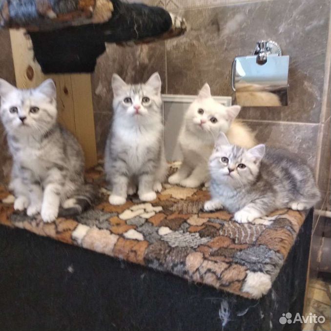 Персидские котята классические