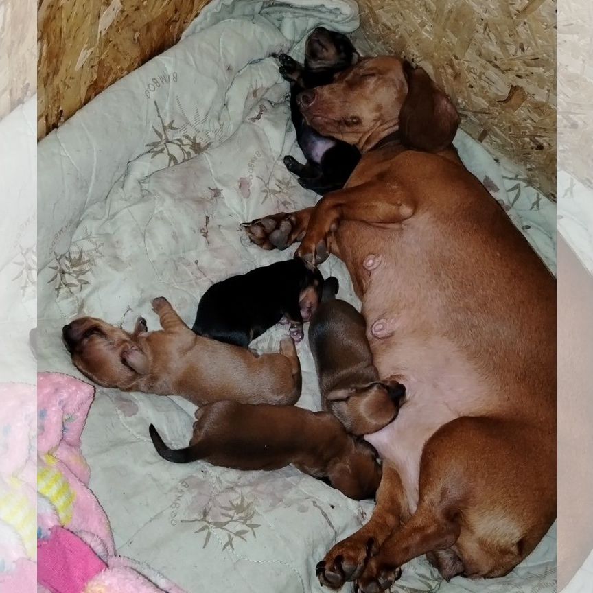 Такса, щенок