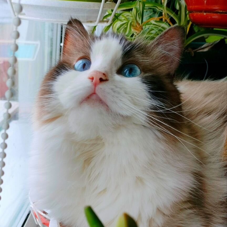 Рэгдолл девочка