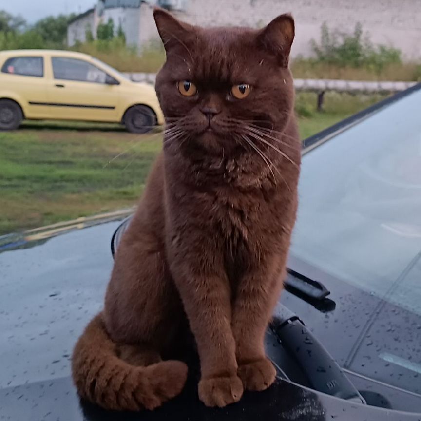 Шотландец замерзает на улице