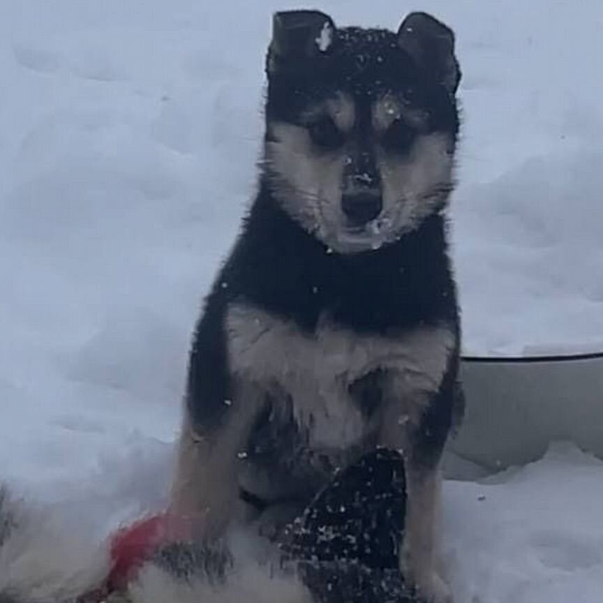 Щенок в добрые руки