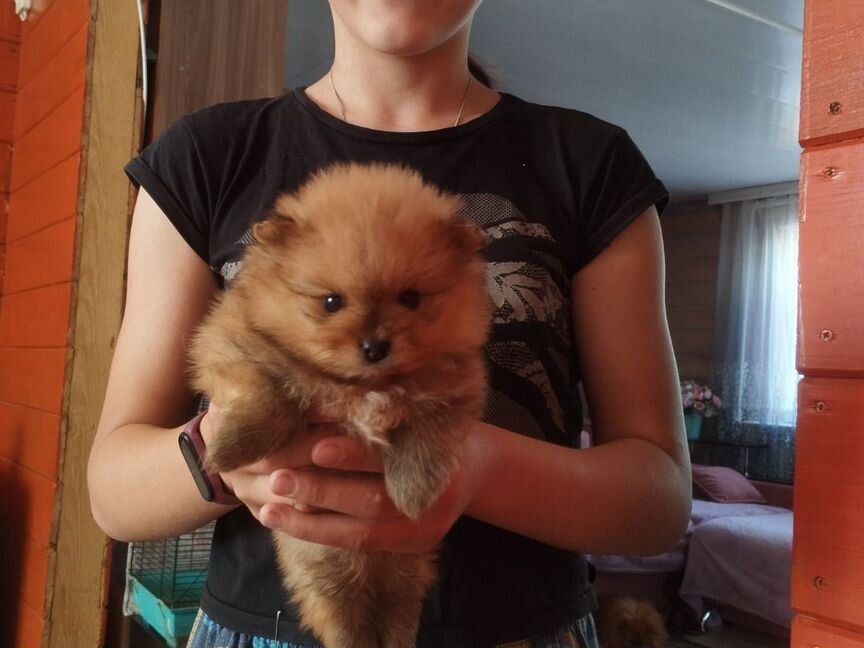 Щенки шпица