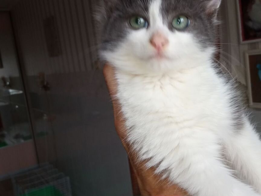 Котенок Стасик 2мес в семью