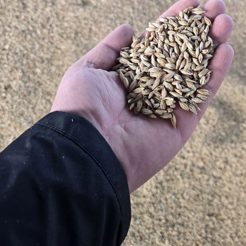 Зерно ячмень